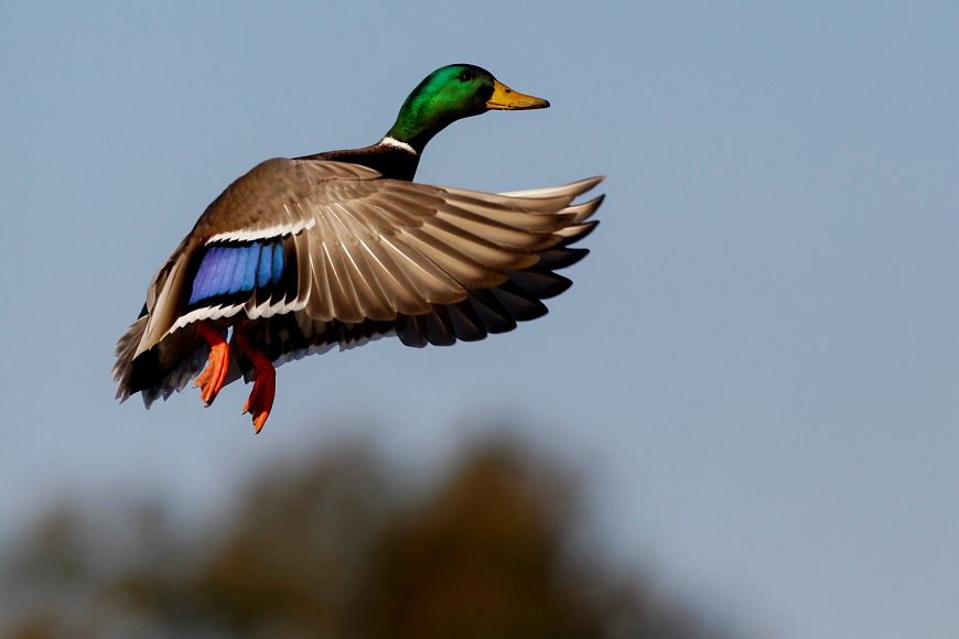 Survey says: Wisconsin duck population is looking good | News, Sports ...